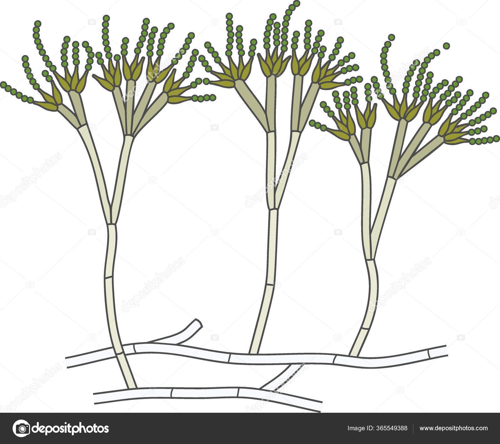 Structure Penicillium Mycelium Conidiophore Conidium Isolated White ...