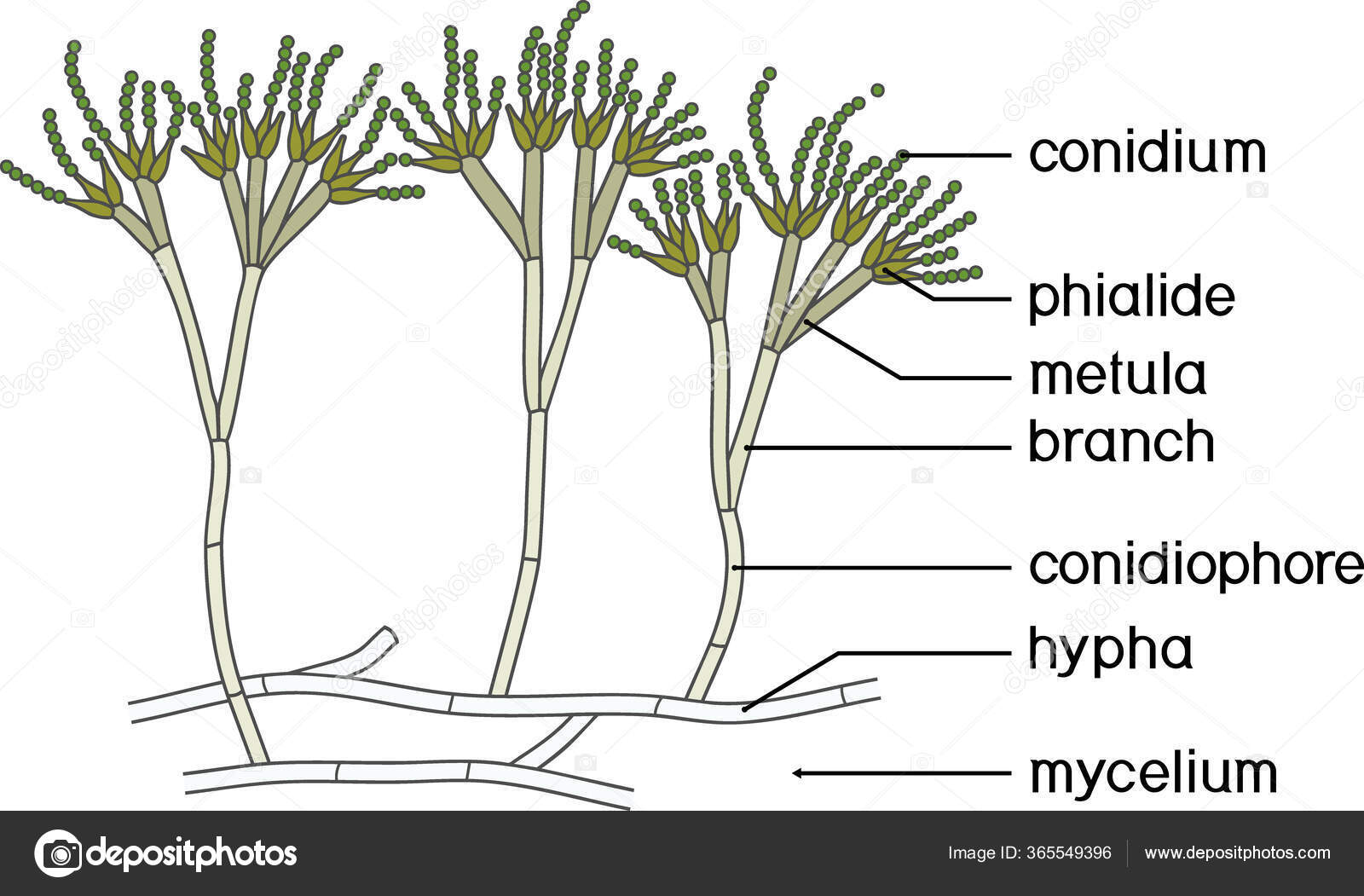 Structure Penicillium Mycelium Conidiophore Conidium Isolated White ...