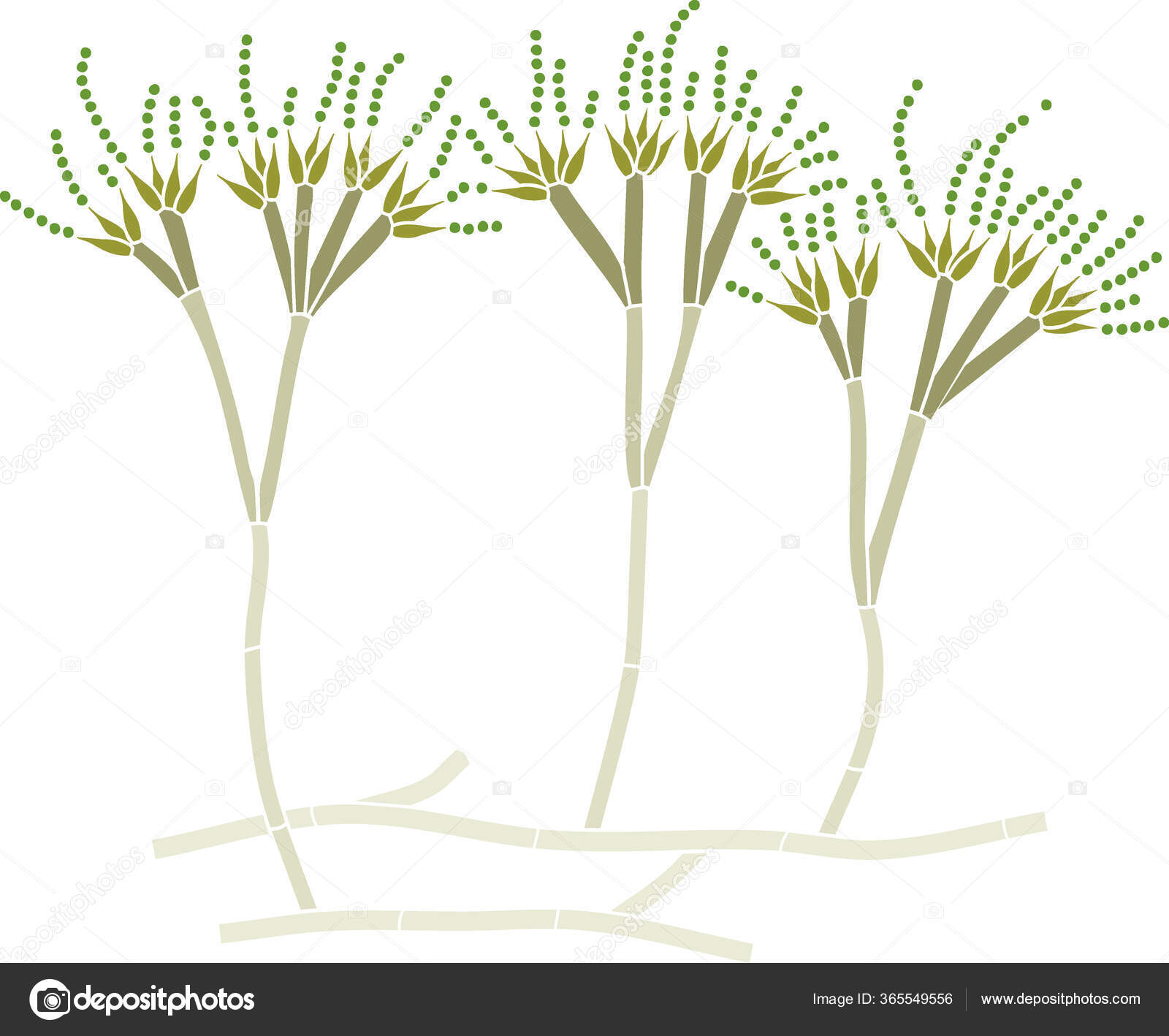 Structure Penicillium Mycelium Conidiophore Conidium Isolated White ...