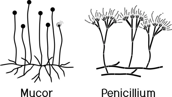 20 Conidia Vector Images - Free & Royalty-free Conidia Vectors ...