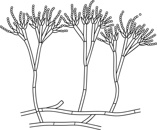 20 Conidia Vector Images - Free & Royalty-free Conidia Vectors ...