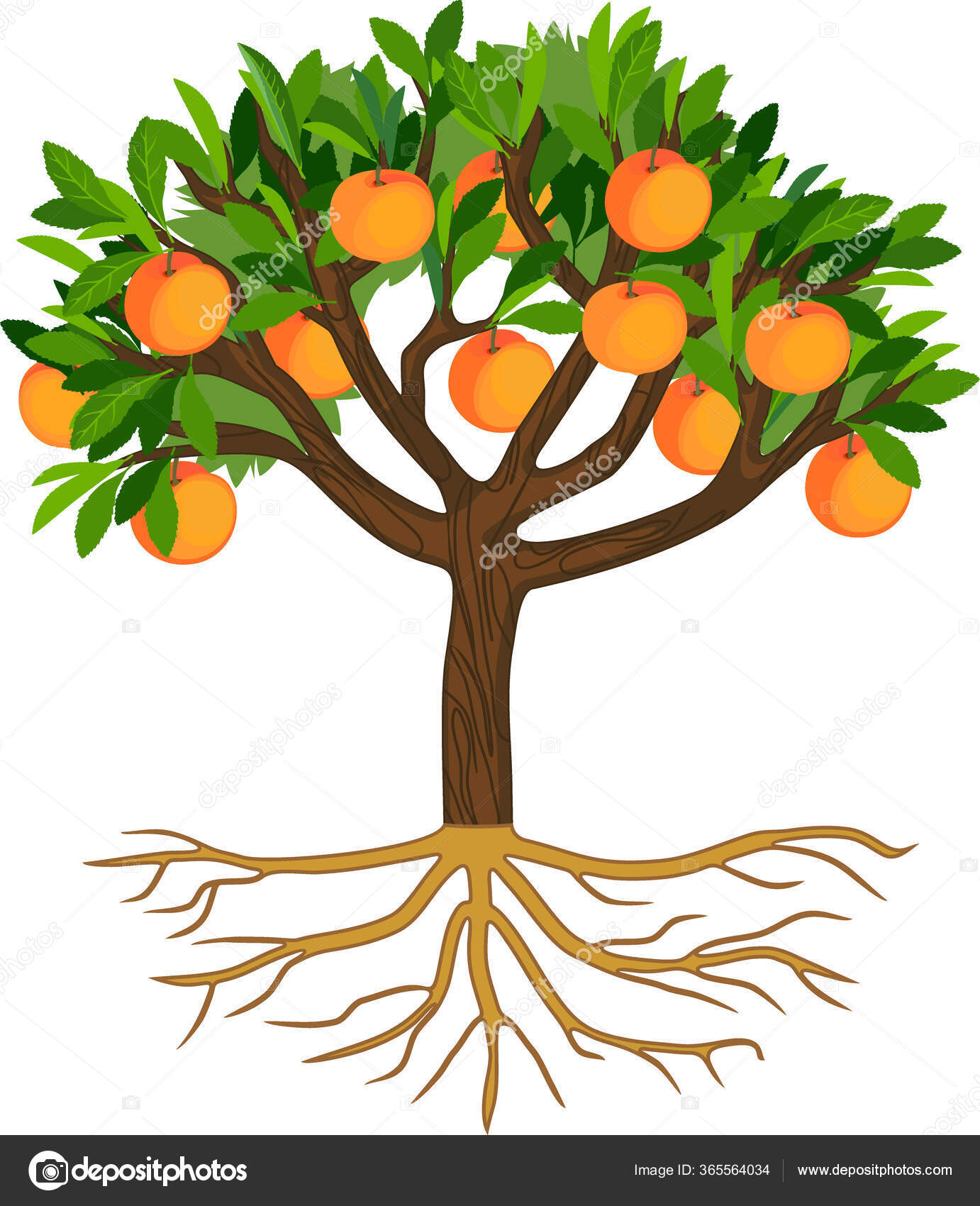 Peach Tree Ripe Fruits Green Leaves Root System Isolated White Stock ...