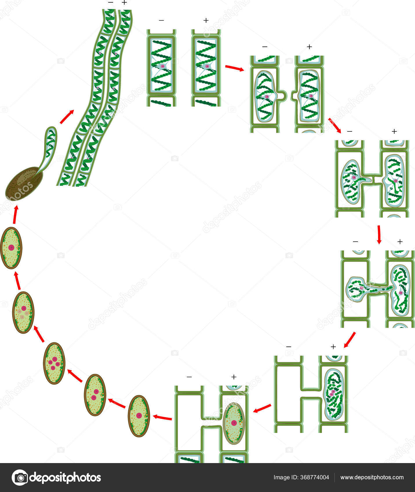 Spirogyra-Reproduktionsdiagramm