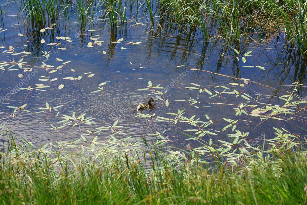 lago en el paso lavaze. Paso de Lavaze en Tirol del Sur, provincia de ...