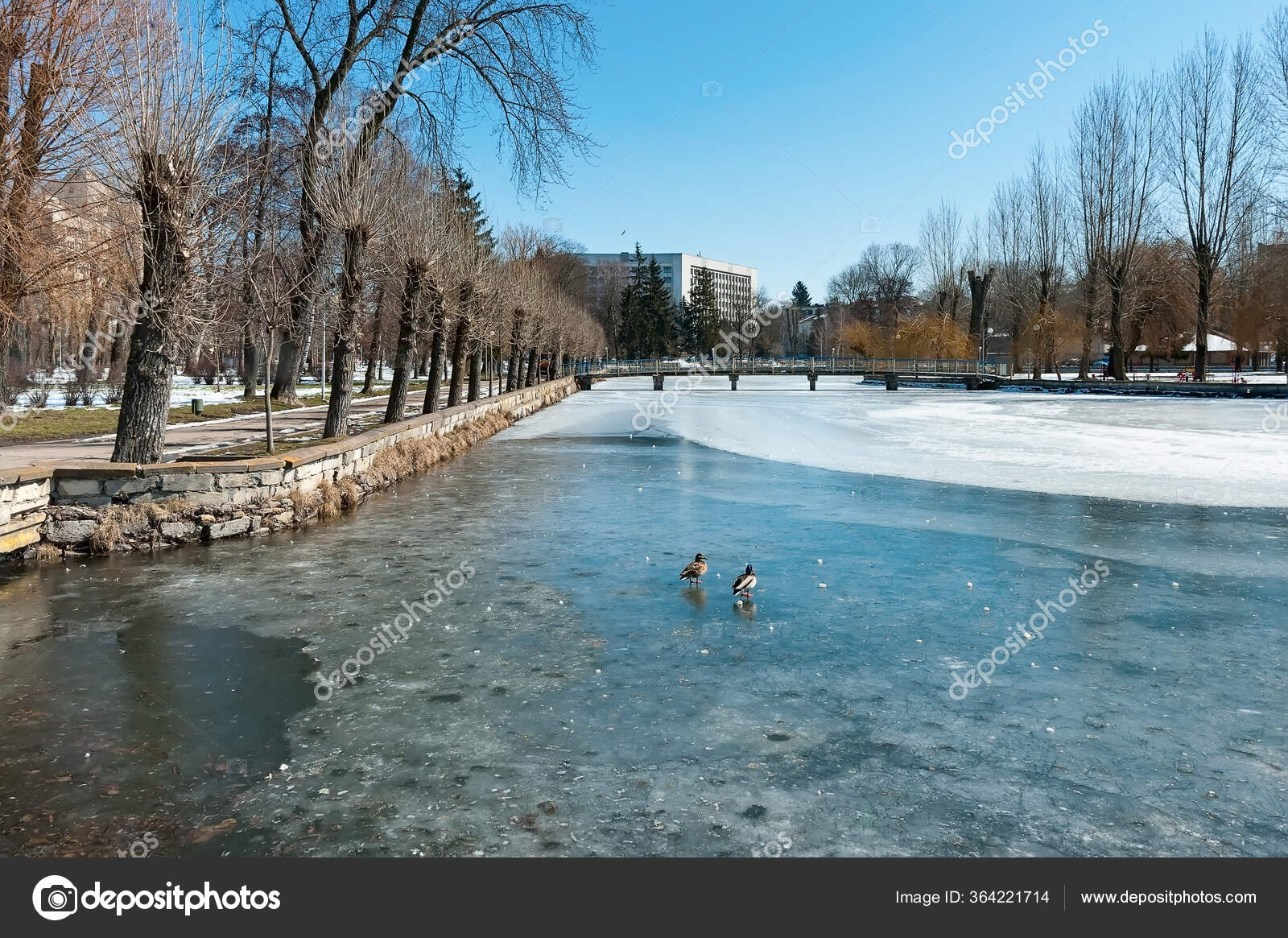 Ducks Seret River Park Ternopil Town Ukraine — Stock Photo © simurg ...