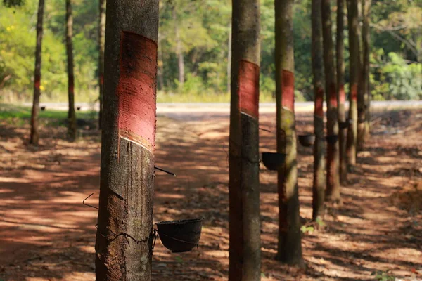 Látex lechoso extraído del árbol de caucho (Hevea Brasiliensis) como ...
