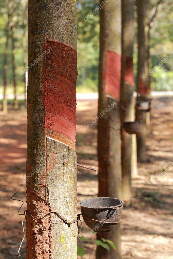 Látex lechoso extraído del árbol de caucho (Hevea Brasiliensis) como ...