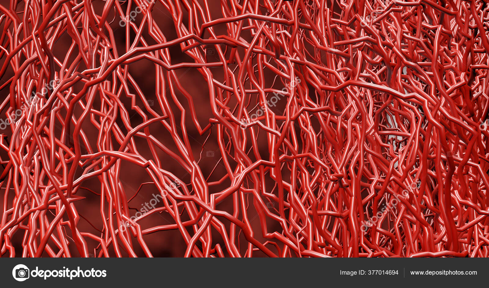 Capillaries: Anatomy, Function, And Significance, 54% OFF