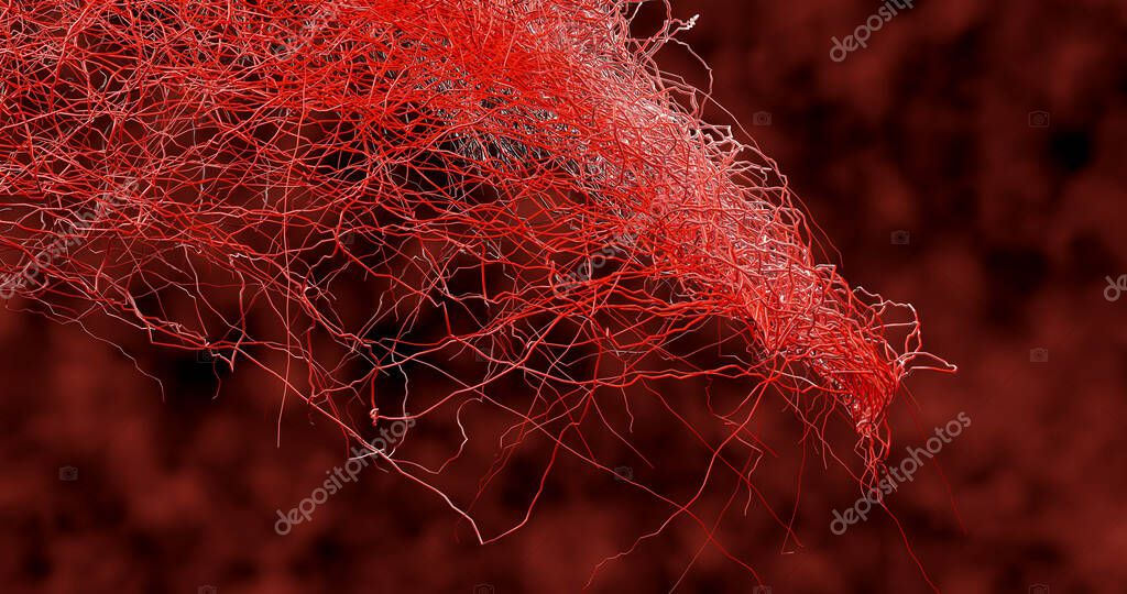 Sistema muchos capilares pequeños se ramifican fuera de los vasos ...
