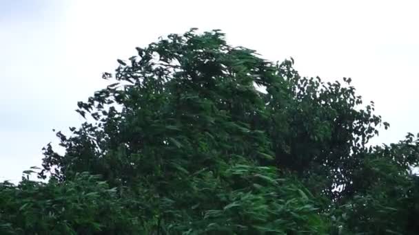 10,920 Leaves moving Stock Videos, 4K & HD Footage | Depositphotos