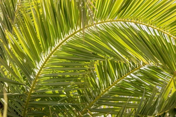 Close up of palm tree leaves - Stock Image - Everypixel