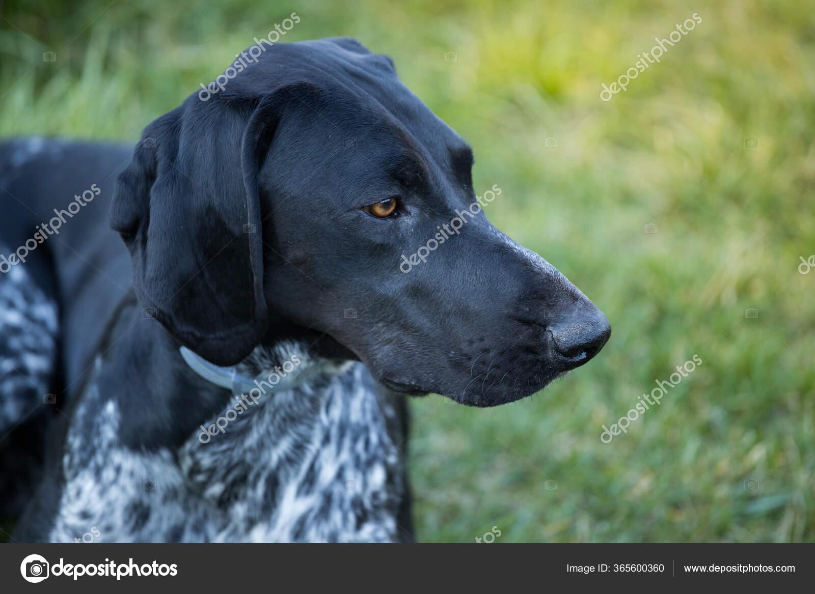 Black German Short Haired Pointer