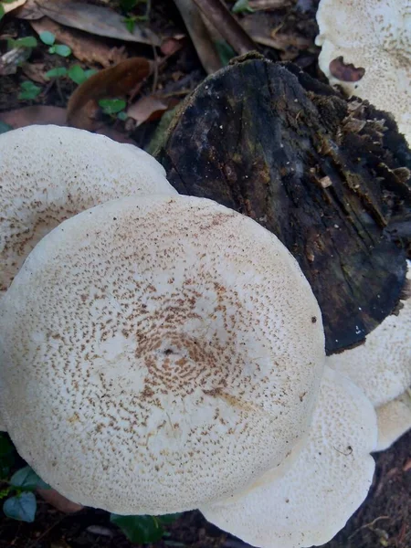 Ptychoparia Stock Photos, Royalty Free Ptychoparia Images | Depositphotos