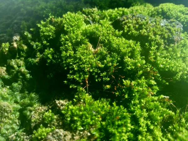 Mosses (bryophyte) on rocks, they are characteristically limited in ...