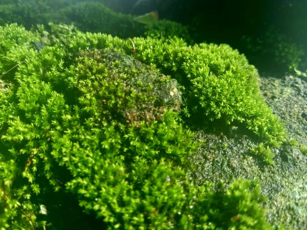 Mosses (bryophyte) on rocks, they are characteristically limited in ...