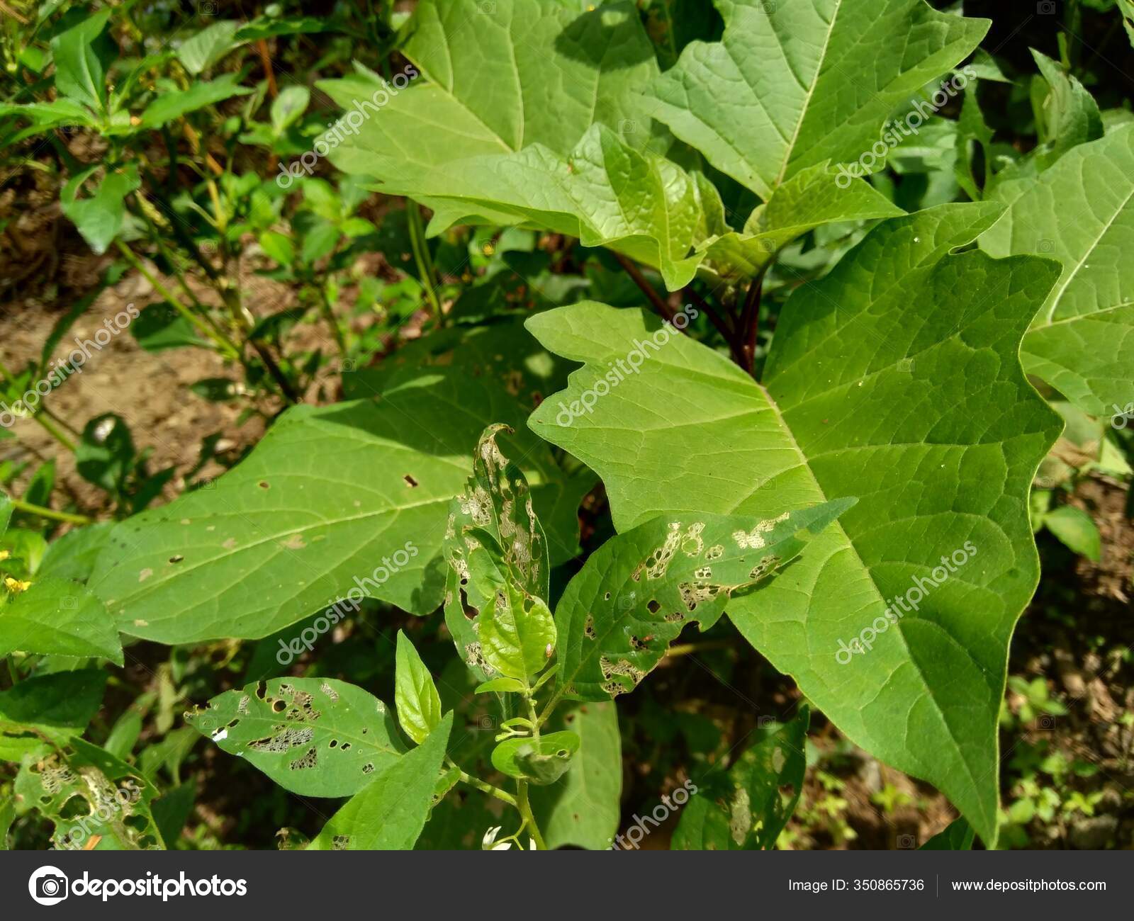Datura Metel Datura Metel Var Fastuosa Saff Flowers Thorn Apple — Stock ...