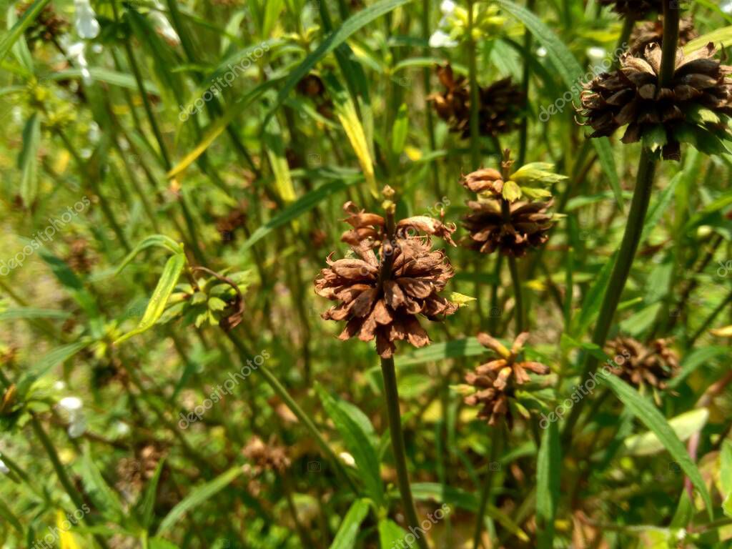 Borreria sp. Esta planta incluye malas hierbas y se encuentra ...