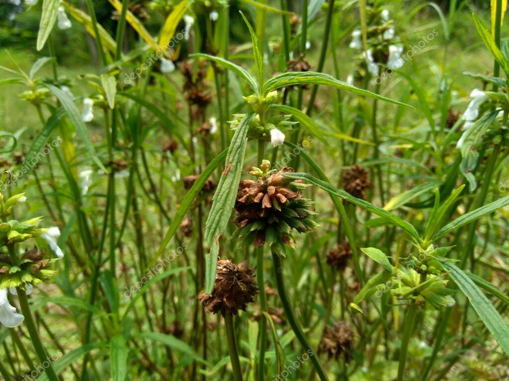 Borreria sp. Esta planta incluye malas hierbas y se encuentra ...