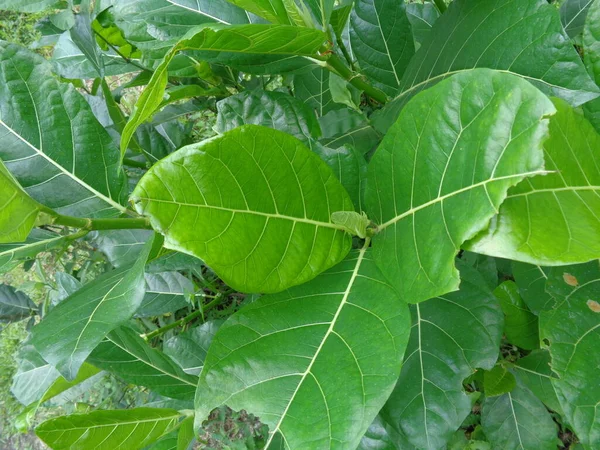 Labnog Tree Scientific Name Discount Compare | www.micoope.com.gt