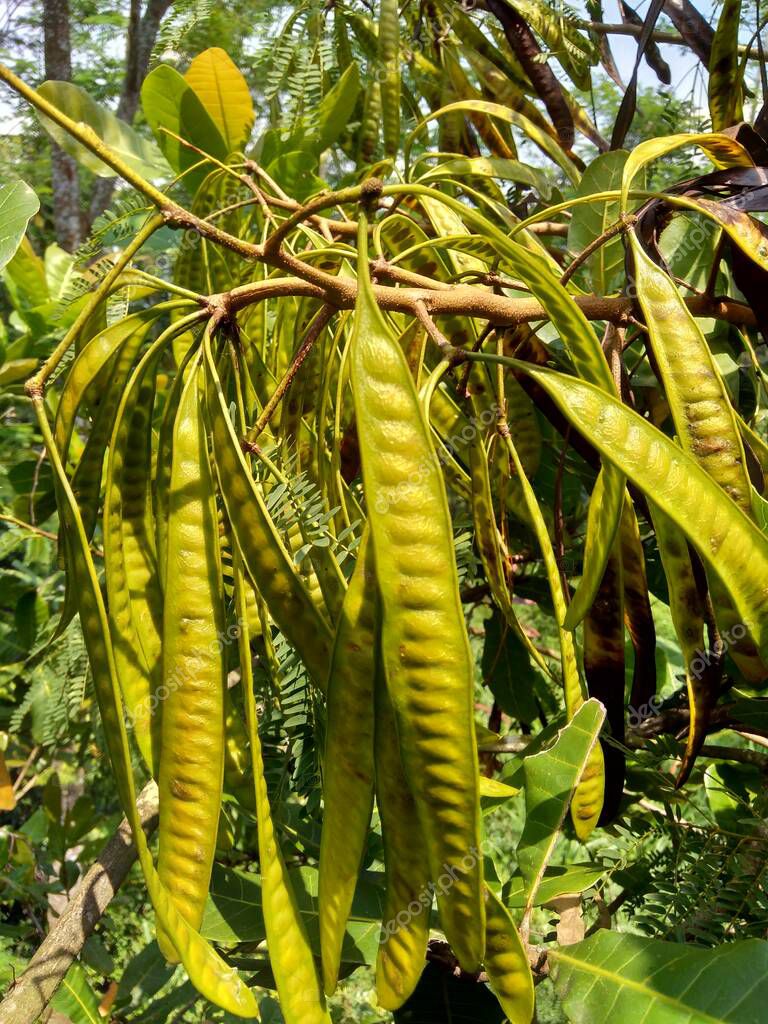 Leucaena leucocephala (jumbay, tamarindo de río, subabul, popinac ...