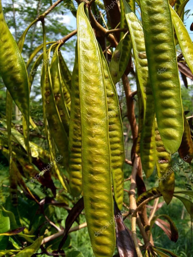 Leucaena leucocephala (jumbay, tamarindo de río, subabul, popinac ...