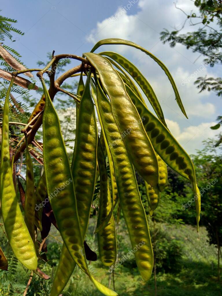 Leucaena leucocephala (jumbay, tamarindo de r o, subabul, popinac ...