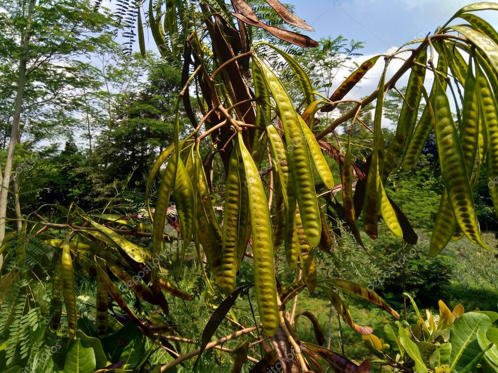 Leucaena leucocephala (jumbay, tamarindo de río, subabul, popinac ...