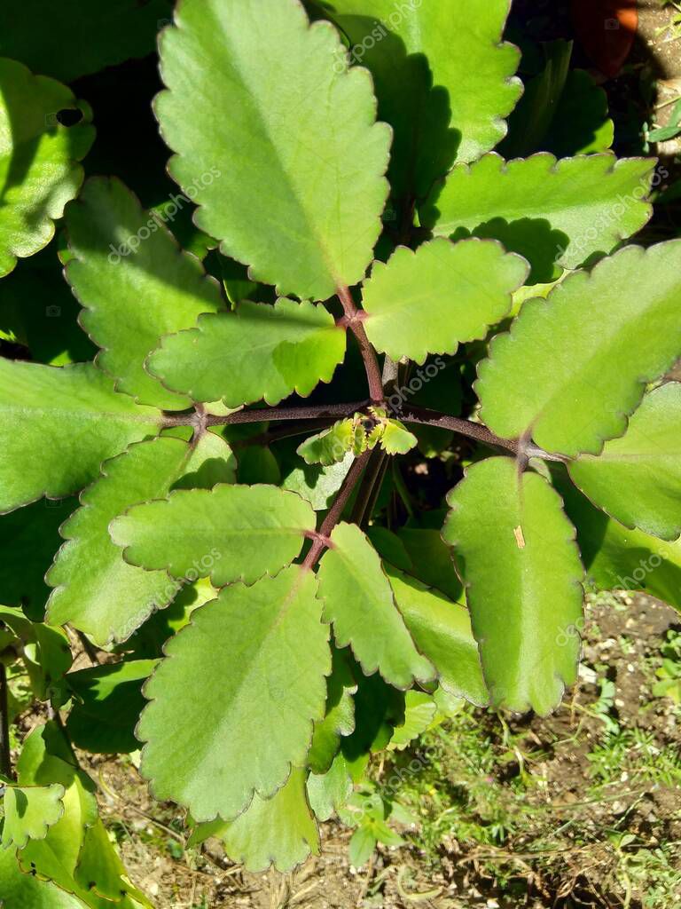 Close up bryophyllum pinnatum (planta de aire, campanas de la catedral ...
