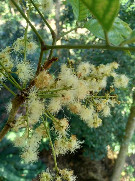 Koelreuteria paniculata Stock Photos, Royalty Free Koelreuteria ...