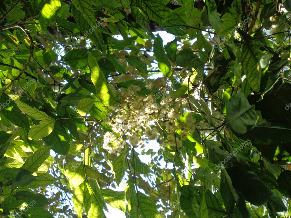 Flor del pauciflorum del archidendron cercano (Blackbead, fruta del ...