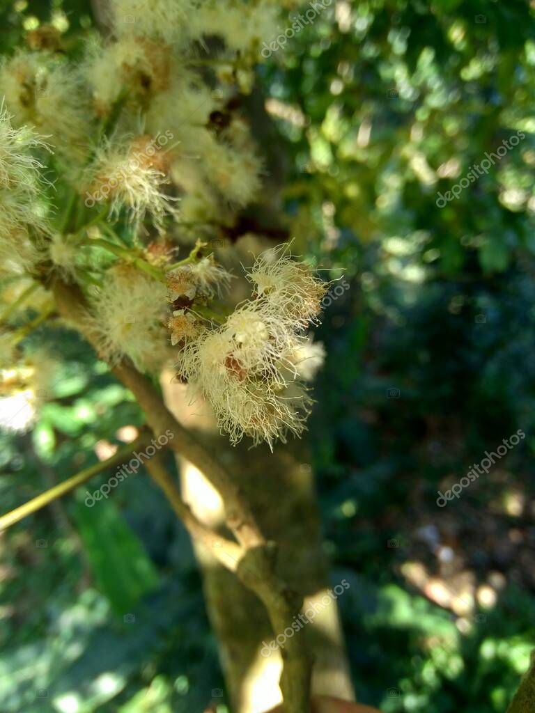 Flor del pauciflorum del archidendron cercano (Blackbead, fruta del ...