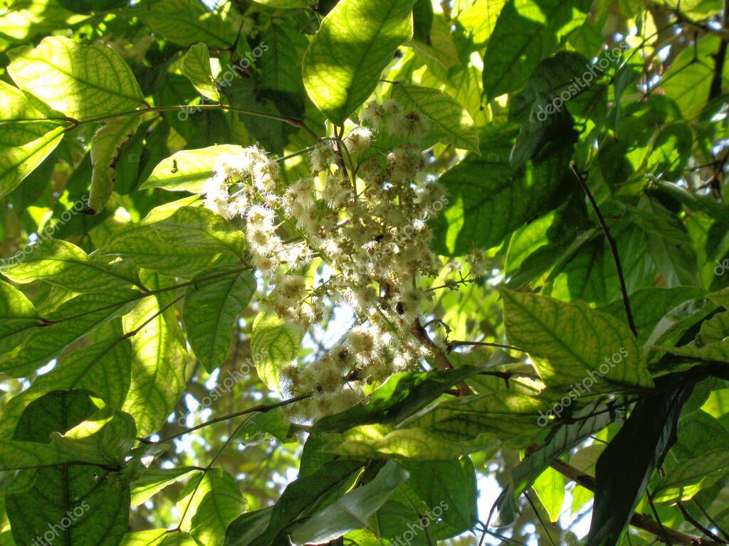 Flor del pauciflorum del archidendron cercano (Blackbead, fruta del ...