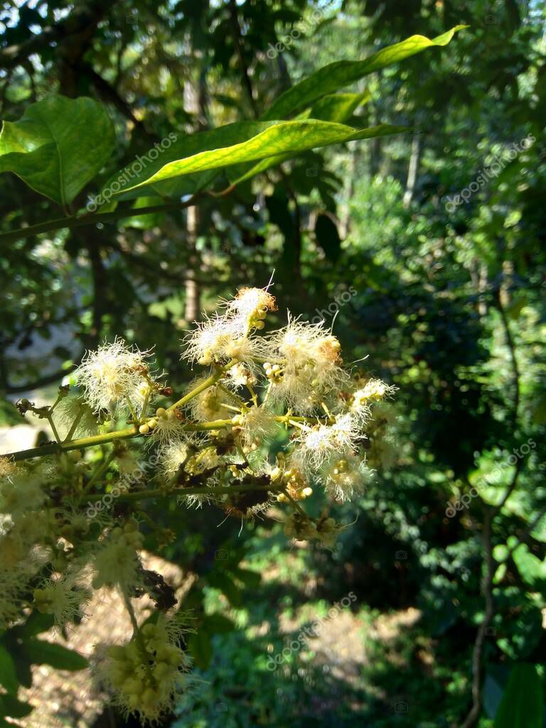Flor del pauciflorum del archidendron cercano (Blackbead, fruta del ...