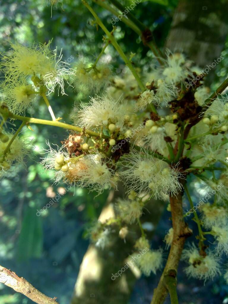 Flor del pauciflorum del archidendron cercano (Blackbead, fruta del ...