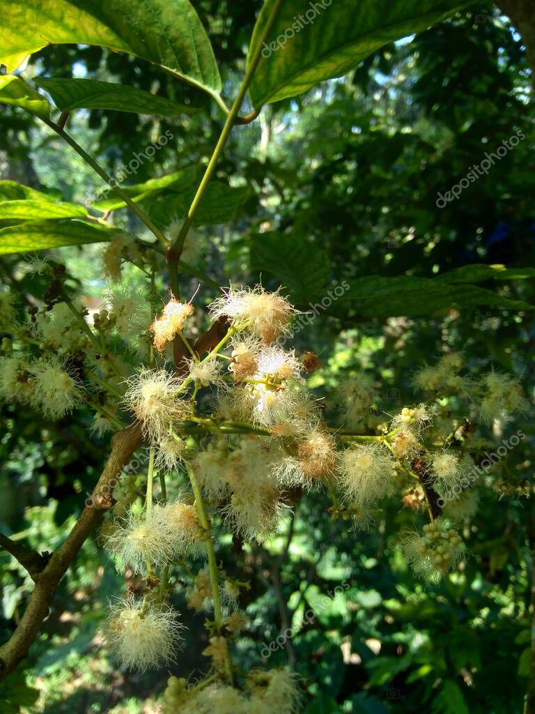 Flor del pauciflorum del archidendron cercano (Blackbead, fruta del ...