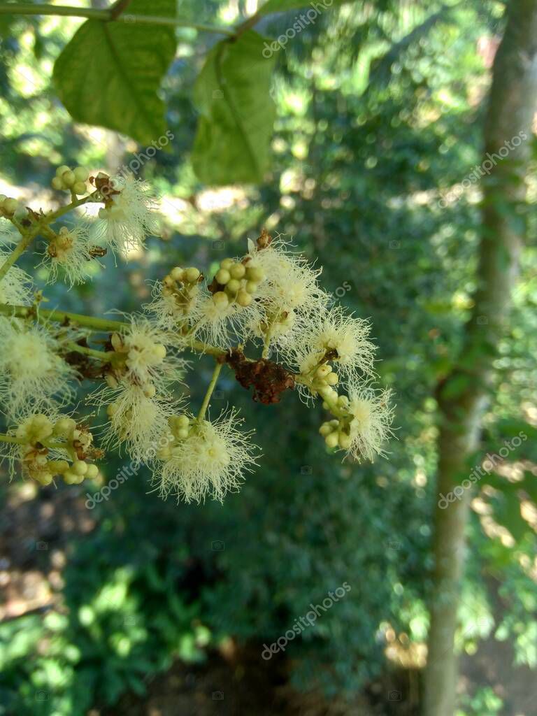 Flor del pauciflorum del archidendron cercano (Blackbead, fruta del ...