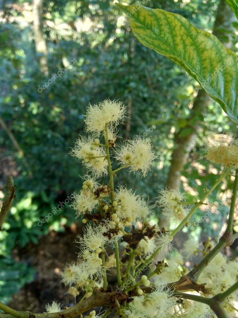 Flor del pauciflorum del archidendron cercano (Blackbead, fruta del ...