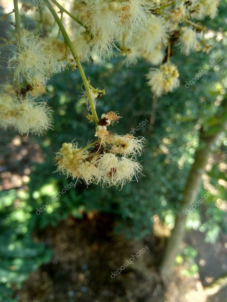 Flor del pauciflorum del archidendron cercano (Blackbead, fruta del ...