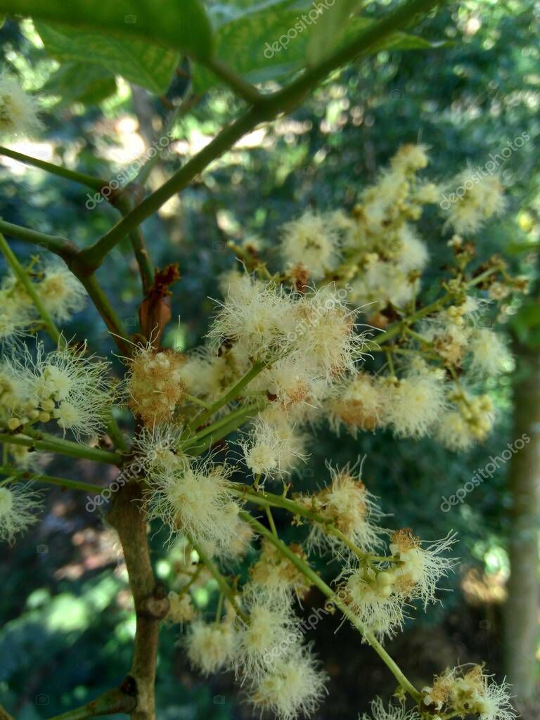 Flor del pauciflorum del archidendron cercano (Blackbead, fruta del ...