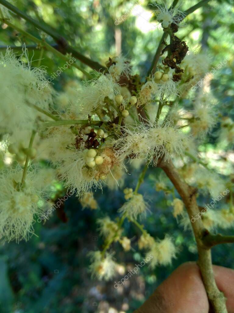 Flor del pauciflorum del archidendron cercano (Blackbead, fruta del ...
