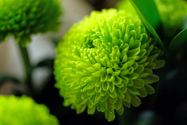 Green flower Stock Photos, Royalty Free Green flower Images | Depositphotos