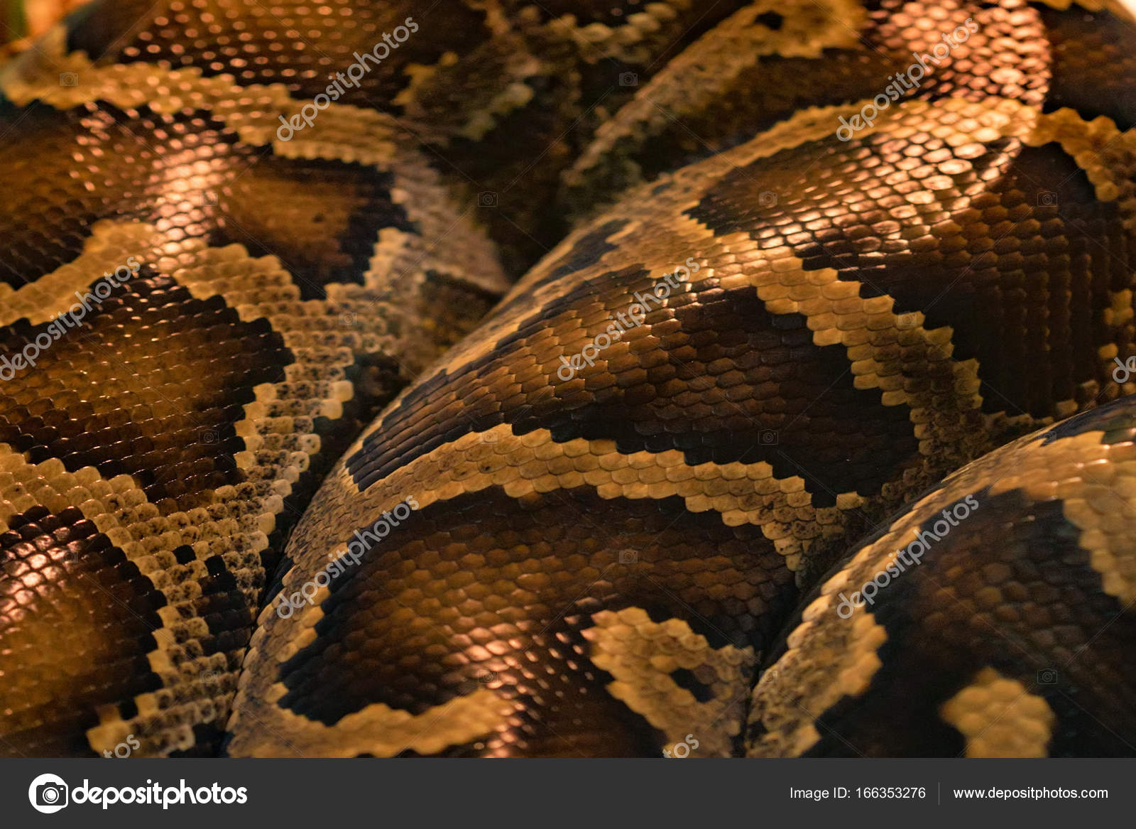 Snake Scales Close Up