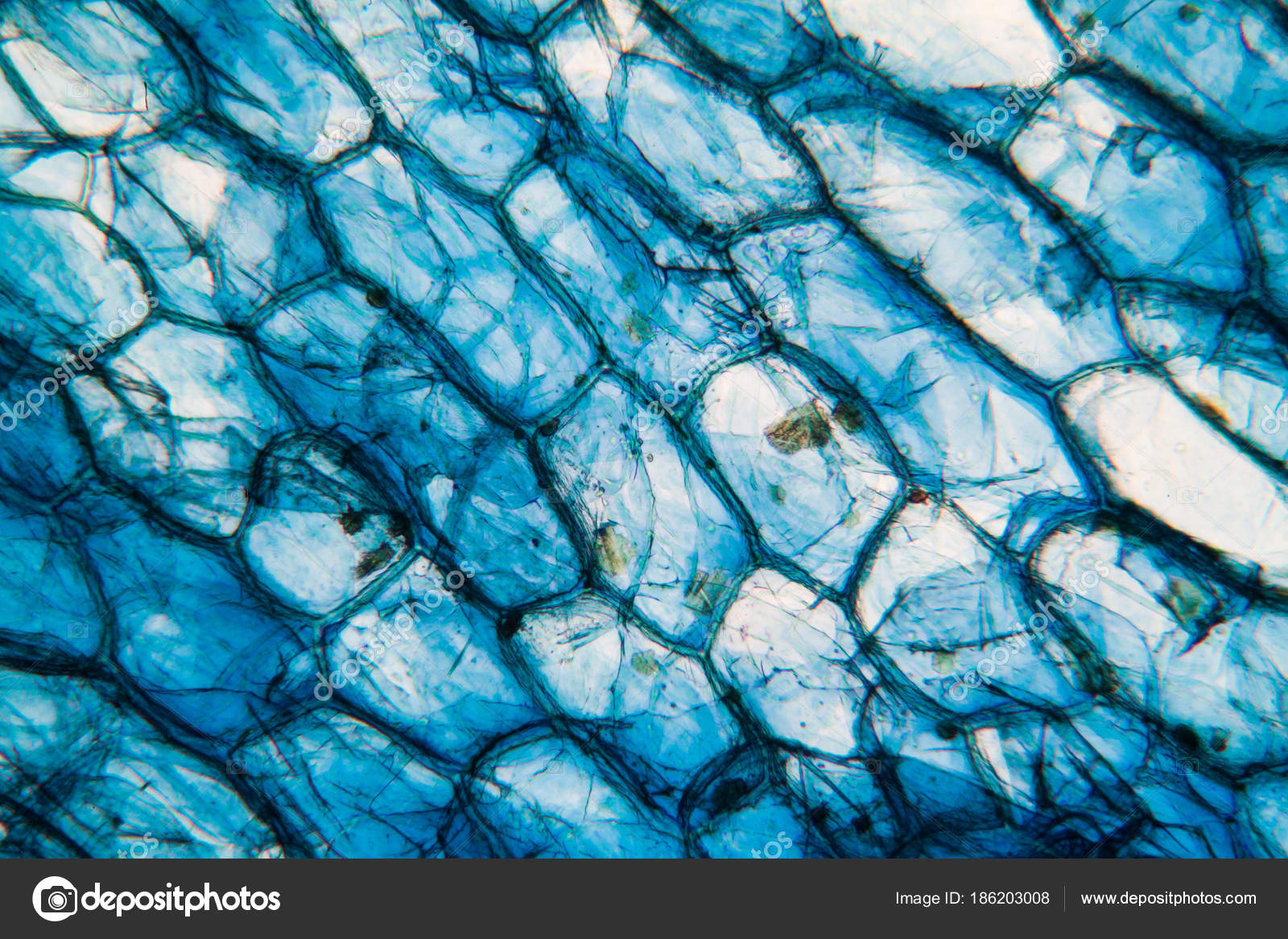 Onion Cells Microscope — Stock Photo © ileana_bt #186203008