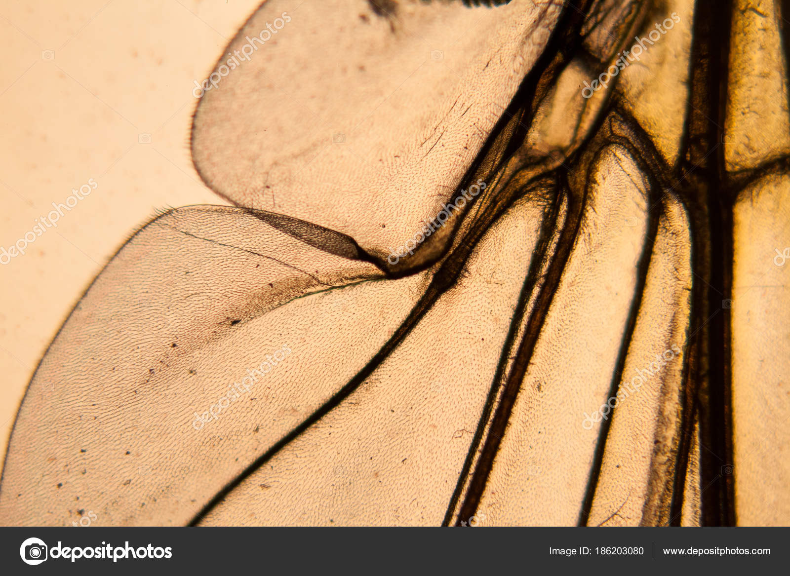 Bee Wing Microscope — Stock Photo © ileana_bt #186203080
