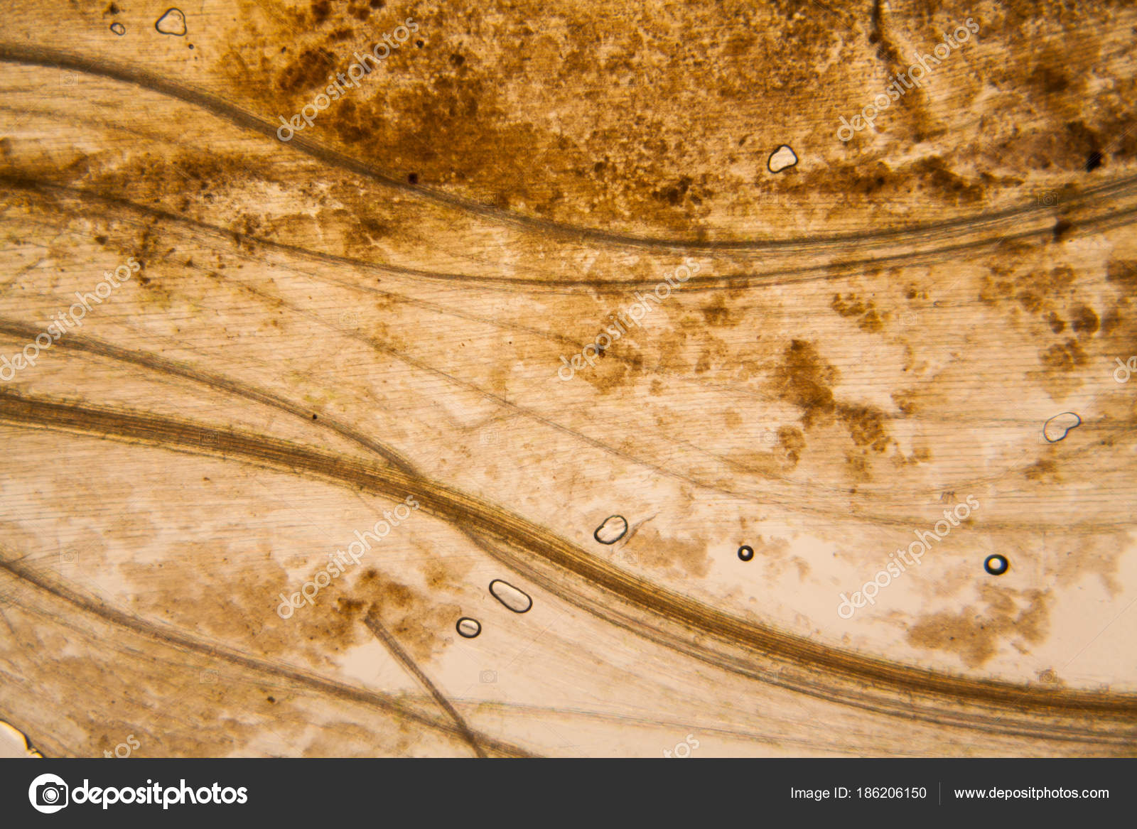 Rotten Leaves Microscope — Stock Photo © ileana_bt #186206150