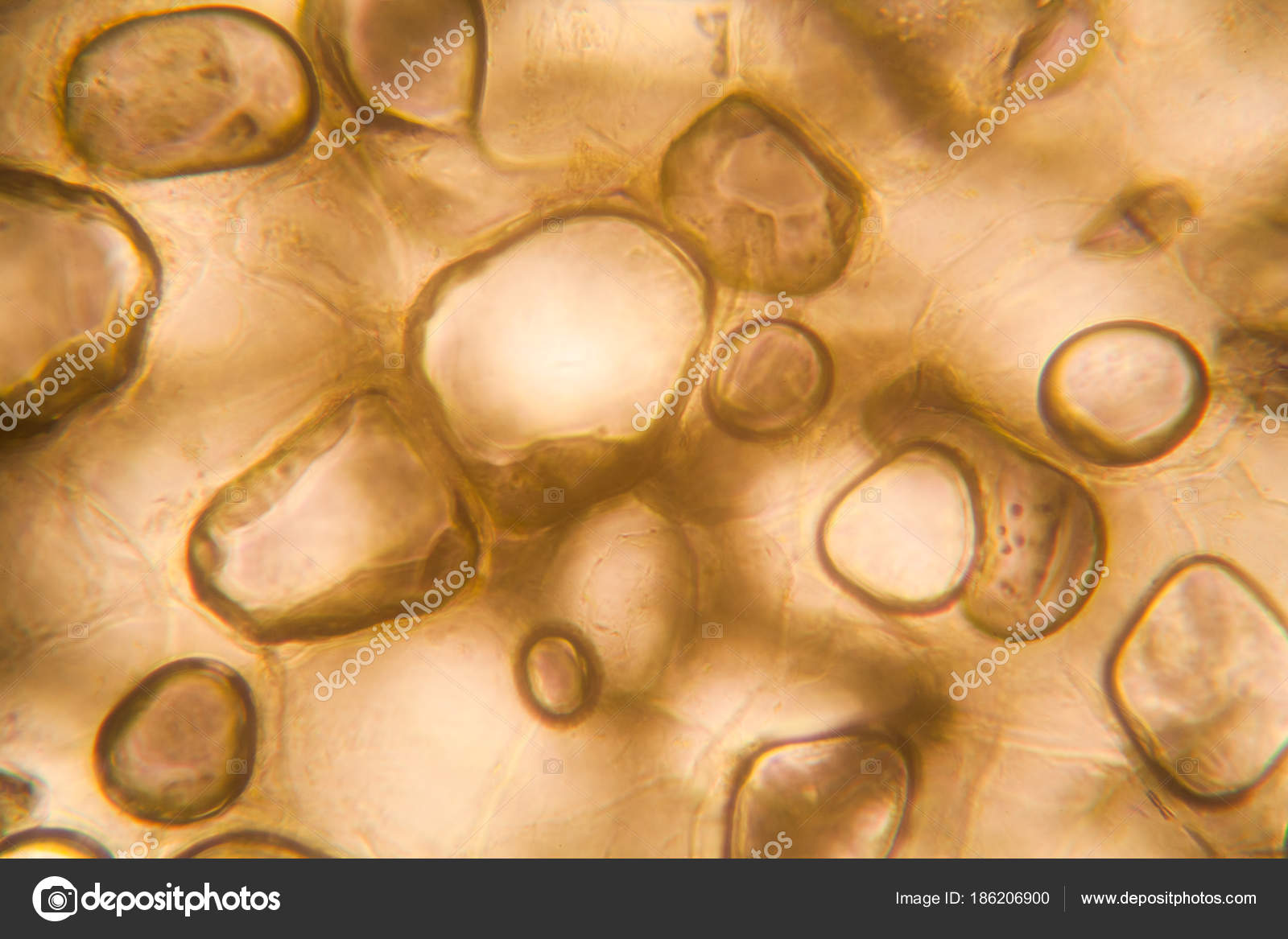 Apple Cells Microscope — Stock Photo © ileana_bt #186206900