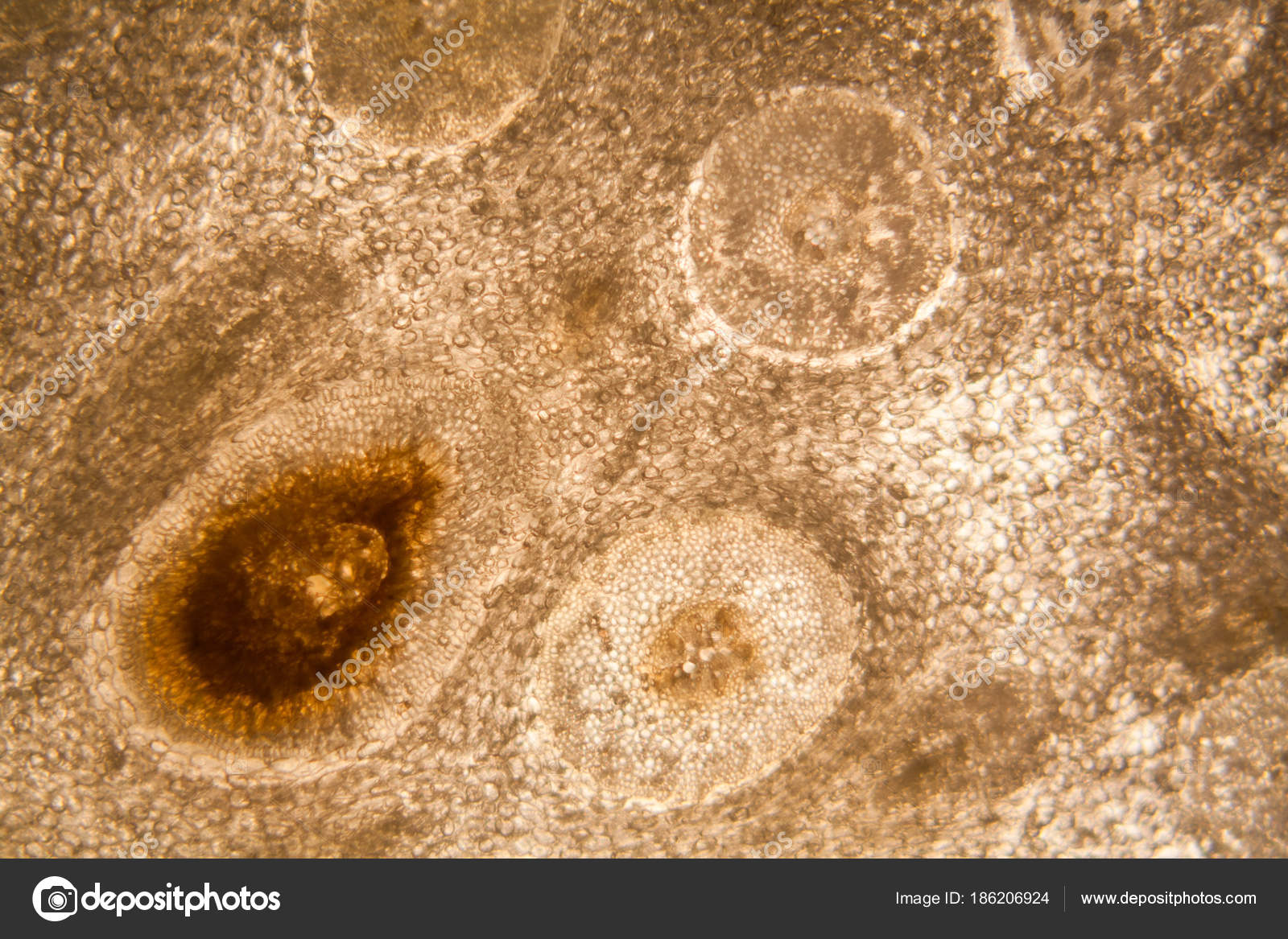 Onion Root Cells Microscope Stock Photo by ©ileana_bt 186206924