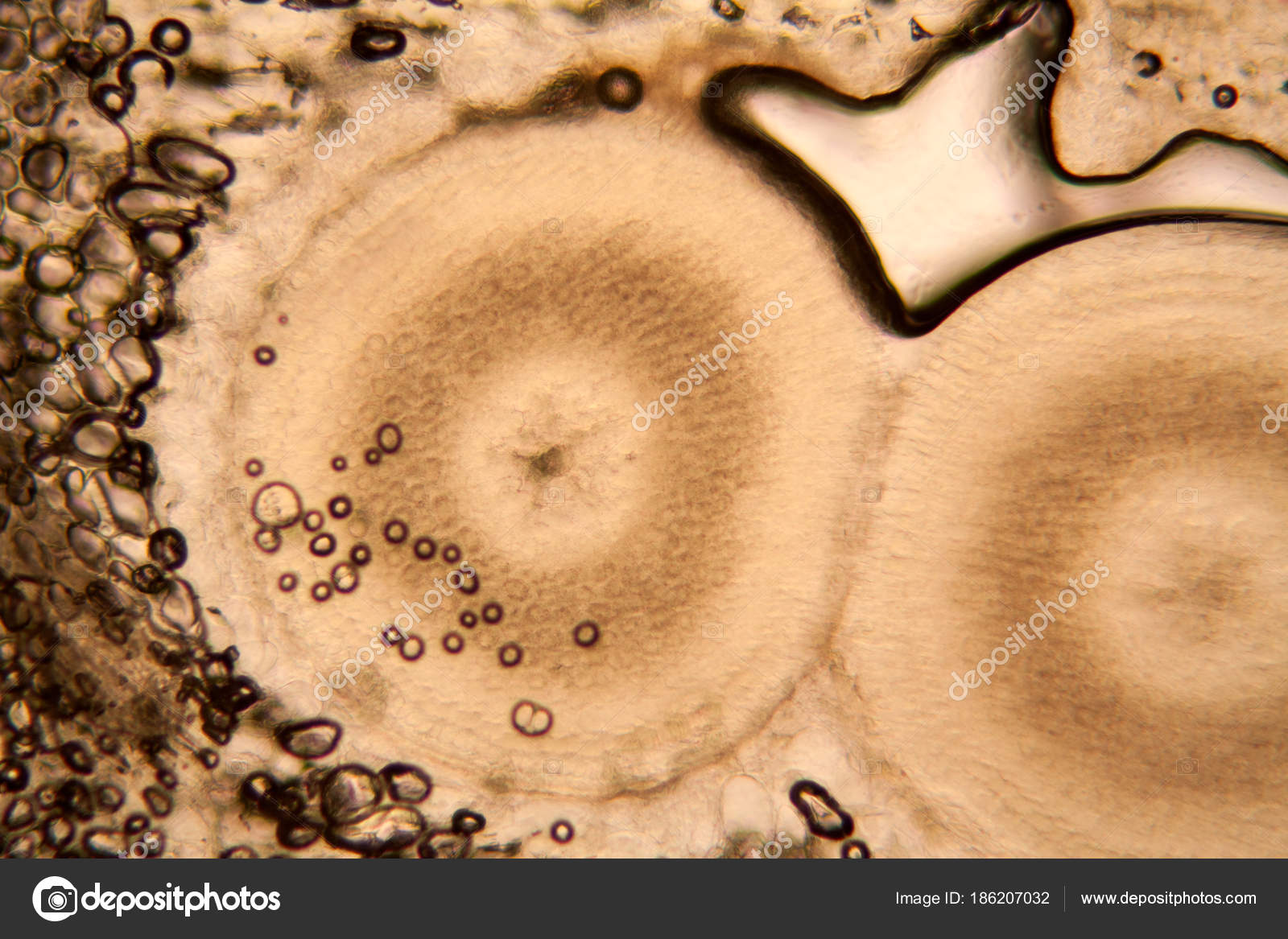 Onion Root Cells Microscope Stock Photo by ©ileana_bt 186207032