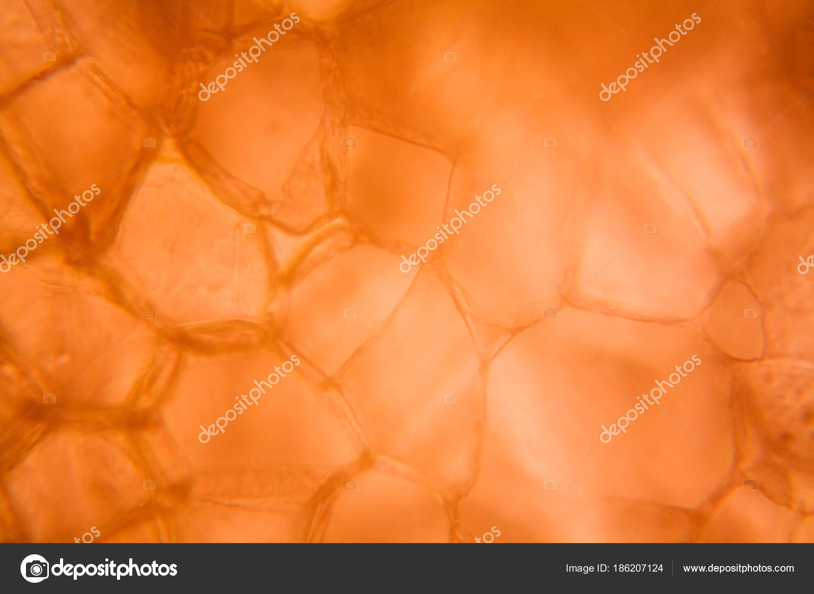 Carrot Cells Microscope Stock Photo by ©ileana_bt 186207124