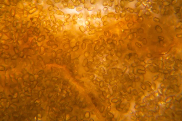 Honey under the microscope Stock Photos, Royalty Free Honey under the ...